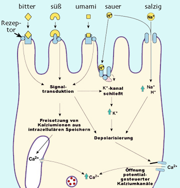 >Abbildung: Geschmacksdetektion an Sinneszellen führt zu Anstieg des ...